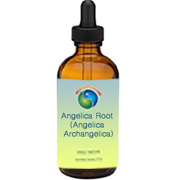 Angelica Root|Tinctures-Liquid Herbal Extracts & Their Benefits