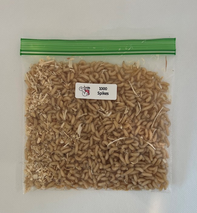 Spikes – Speedy Worm Online Store