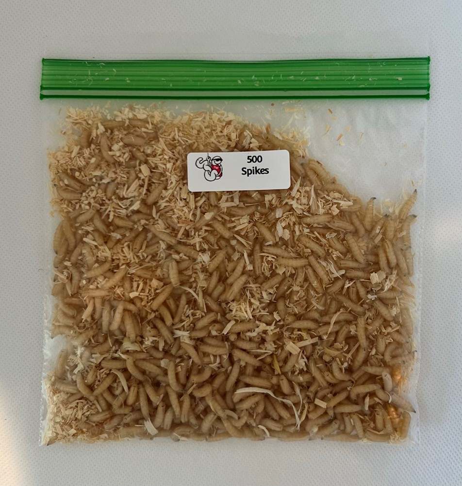 Spikes – Speedy Worm Online Store