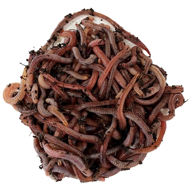 Live worms, live worms for sale, red worms, panfish worms, red worms