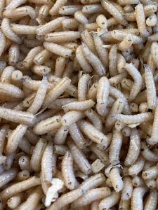 Spikes – Speedy Worm Online Store