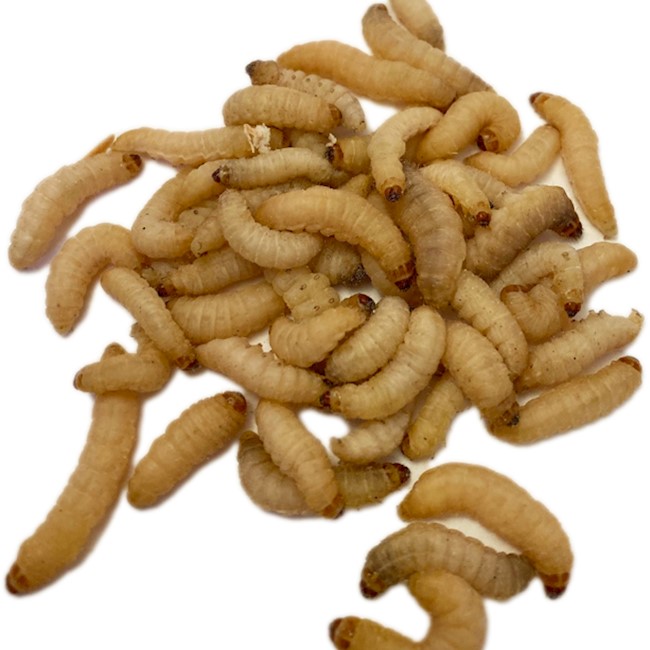 wax worms