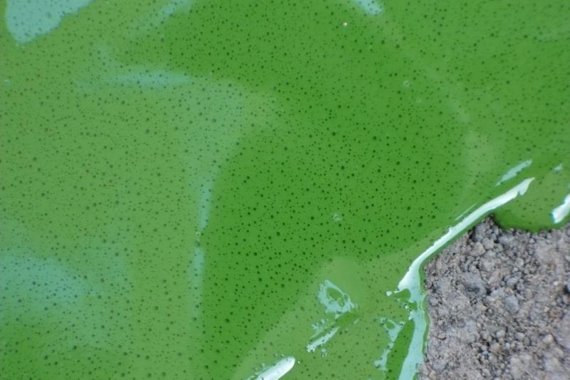 XGS Green Premium Water-Resistant Binder Adhesive for Synthetic Putting ...